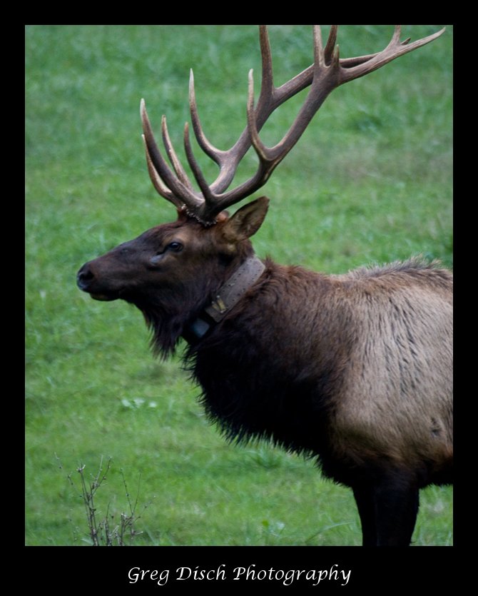 Guide to Photographing Elk in Arkansas – Greg Disch Photography