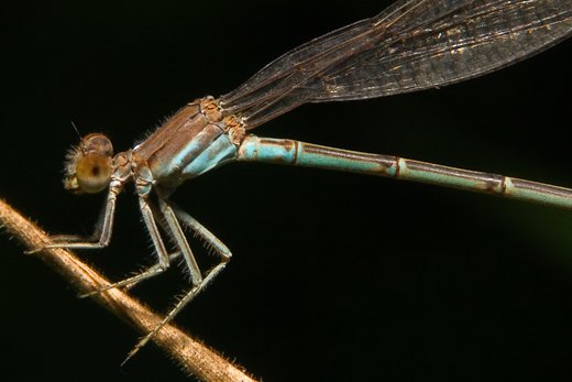 Macro Photography Class – Greg Disch Photography